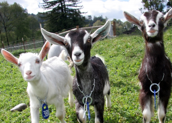 Cypress Grove Goats - Nugget Markets Image