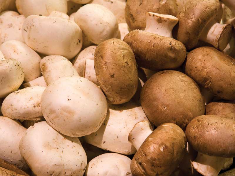 mushrooms - Nugget Markets Image