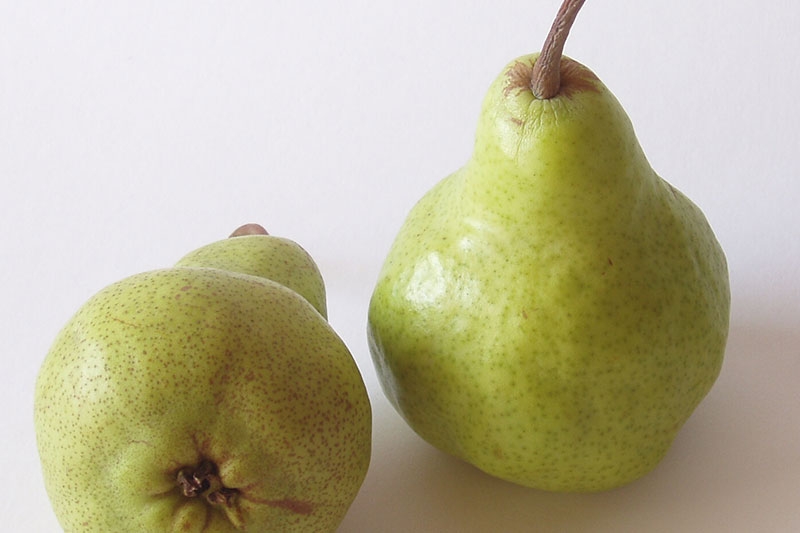 packham pears - Nugget Markets Image
