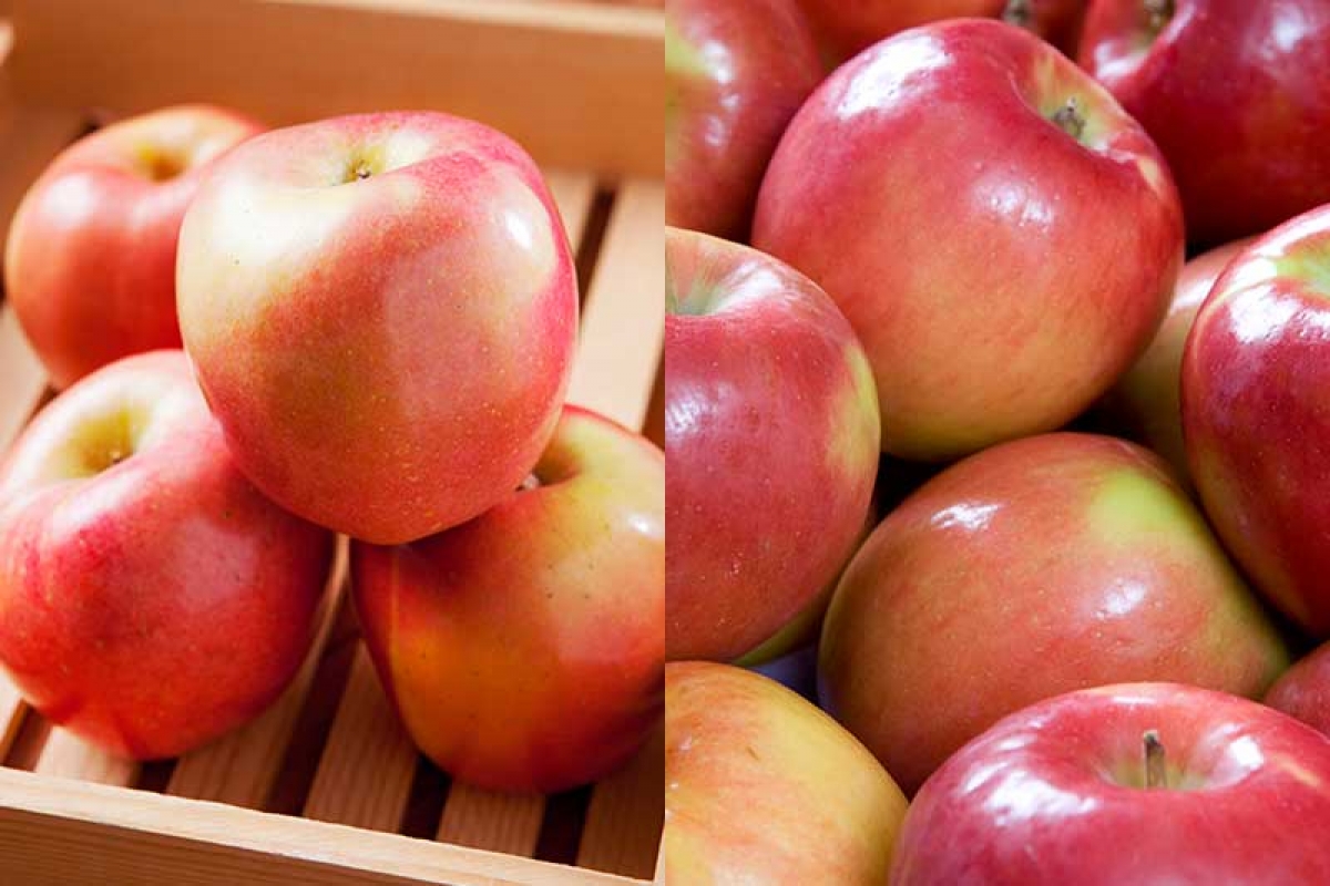 Pacific Rose and Jazz Apples - Nugget Markets Image