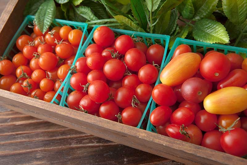 Mixed Medley Tomatoes - Nugget Markets Image