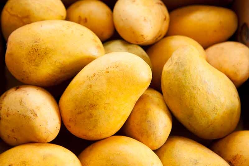 Ataulfo Mangos - Nugget Markets Image
