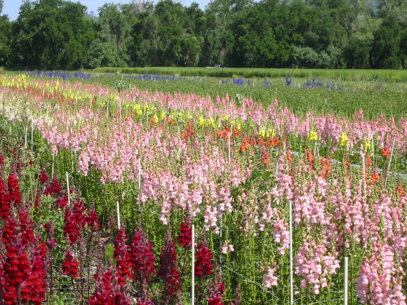 Flower field - Nugget Markets Image