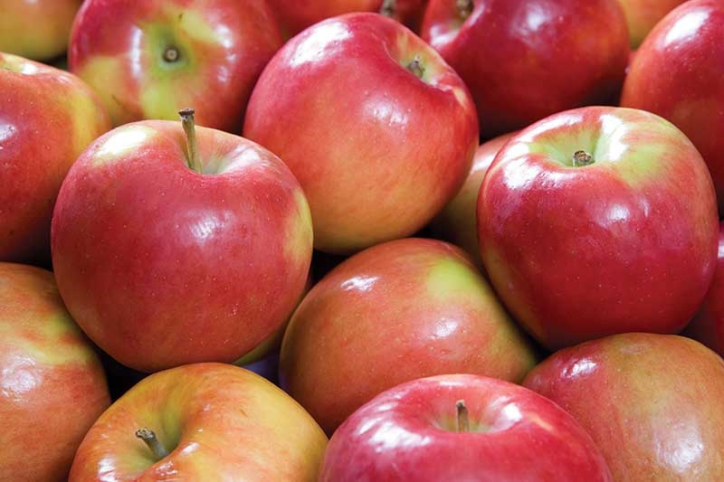 jazz apples - Nugget Markets Image