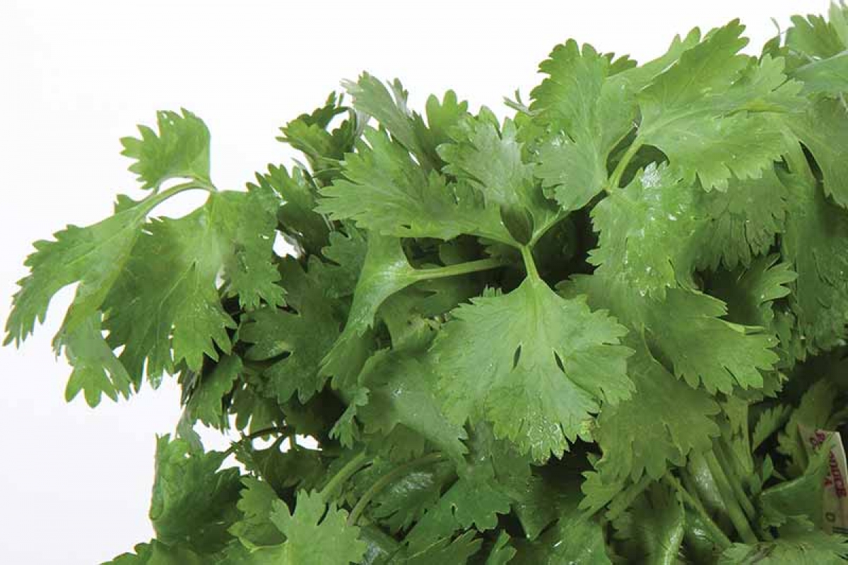 cilantro - Nugget Markets Image